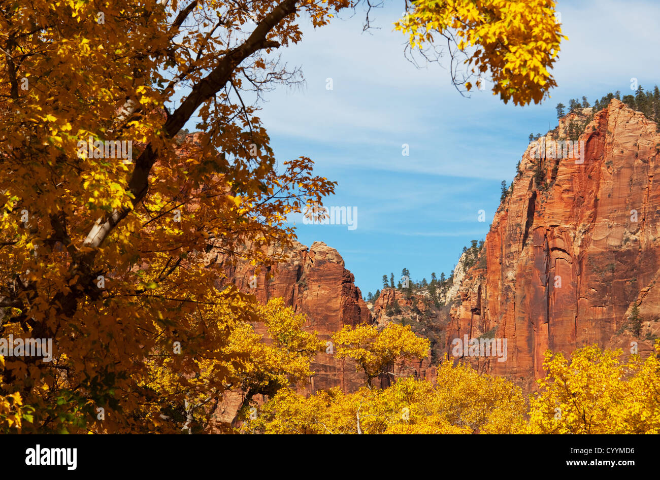 Autumn scene in Zion Stock Photo - Alamy