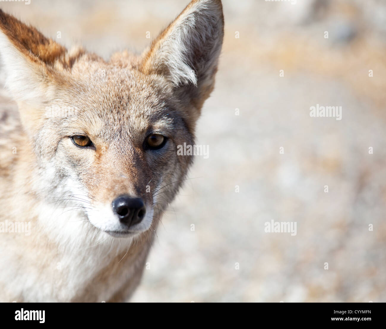 Coyote wildlife hi-res stock photography and images - Alamy
