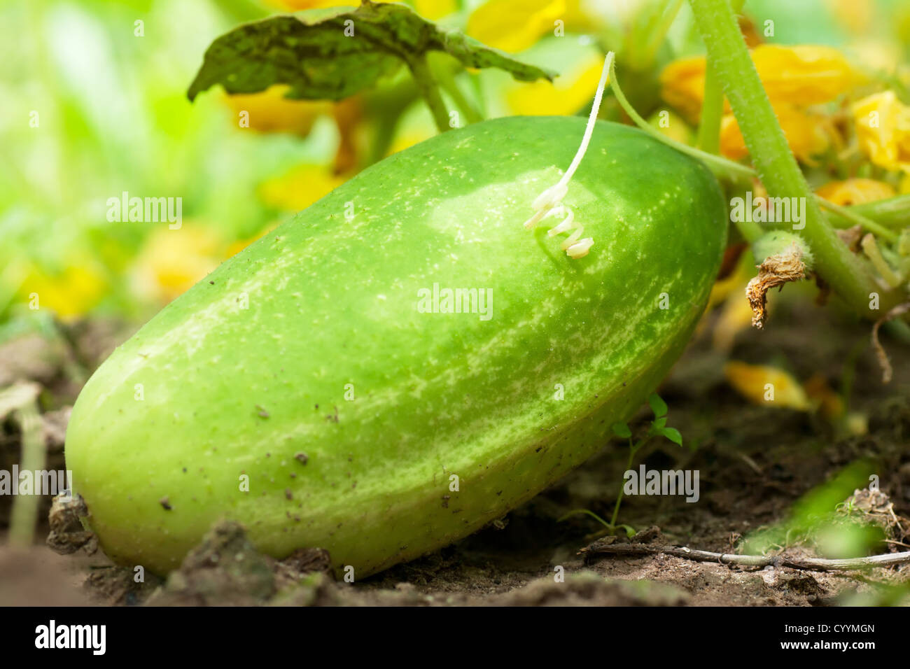 Harvesting cucumber seeds hi-res stock photography and images - Alamy