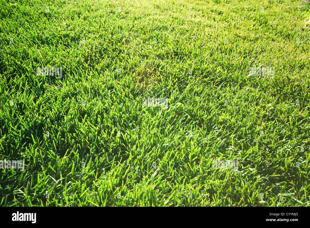 Meadow grass horizontal hi-res stock photography and images - Alamy