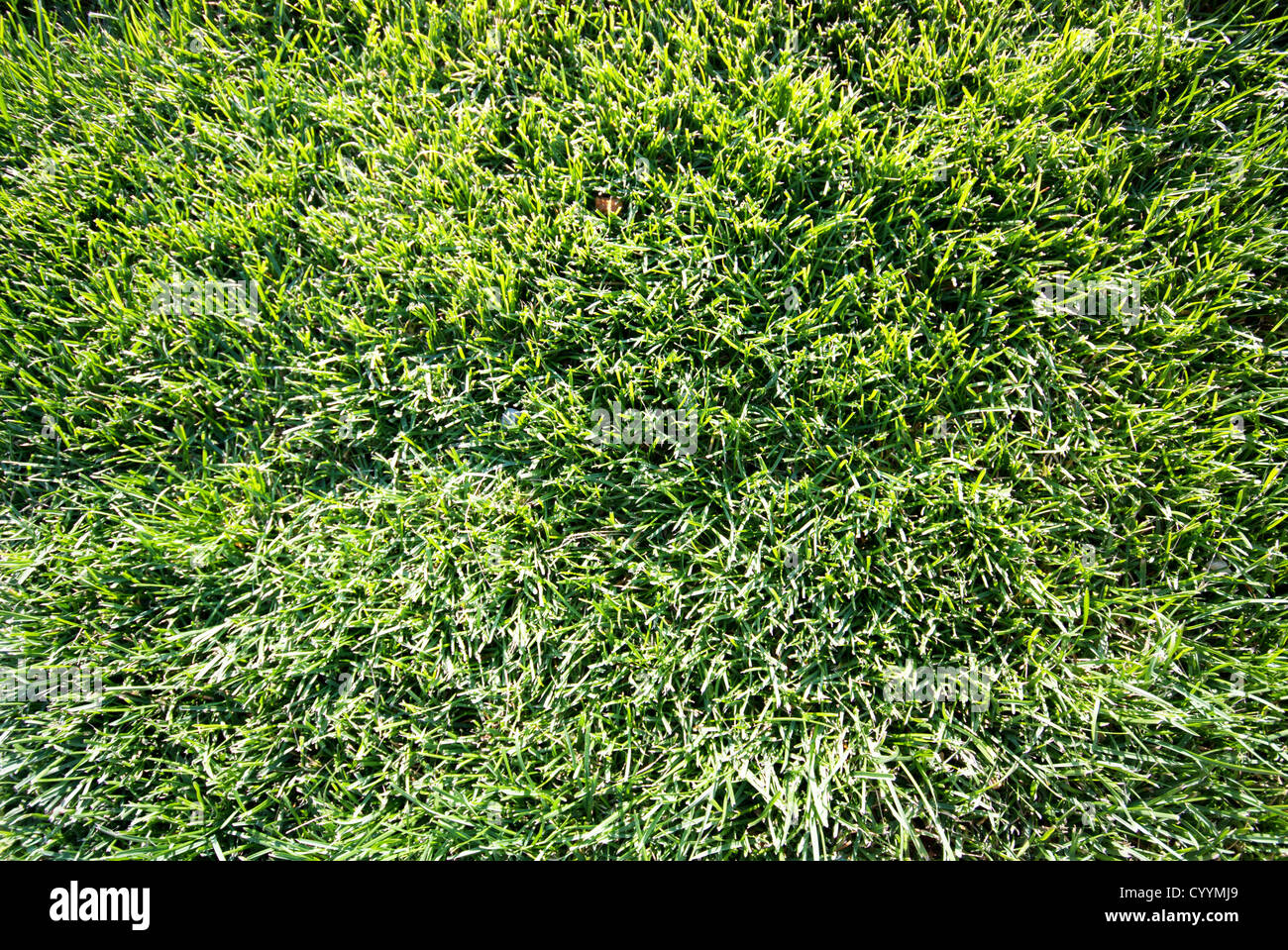 Meadow grass horizontal hi-res stock photography and images - Alamy