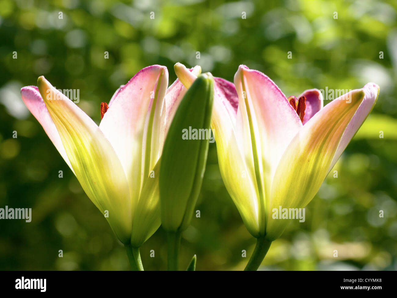 Open white lilies hi-res stock photography and images - Alamy
