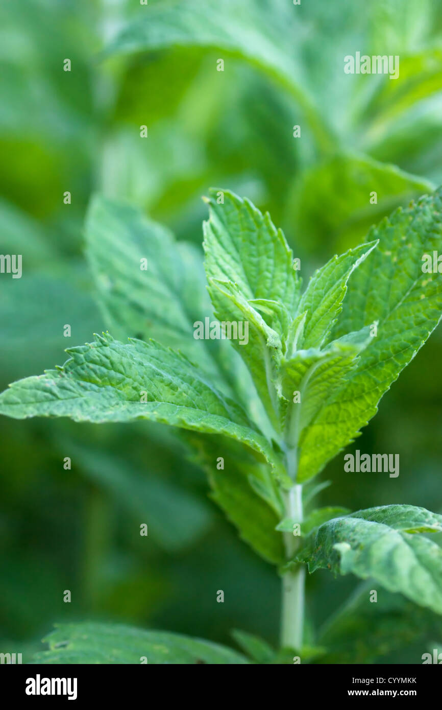 Close-up view of bush of fresh mint Stock Photo - Alamy
