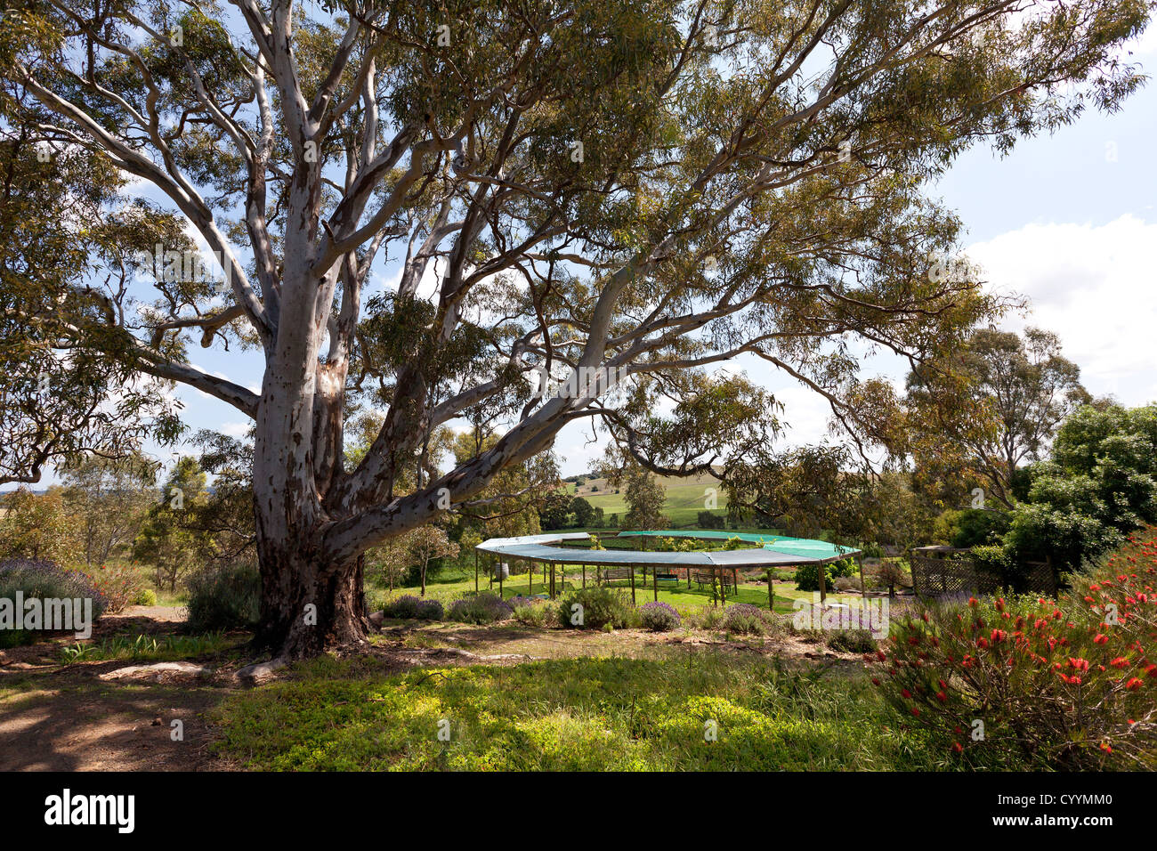 Lyndoch Lavender Farm Stock Photo - Alamy