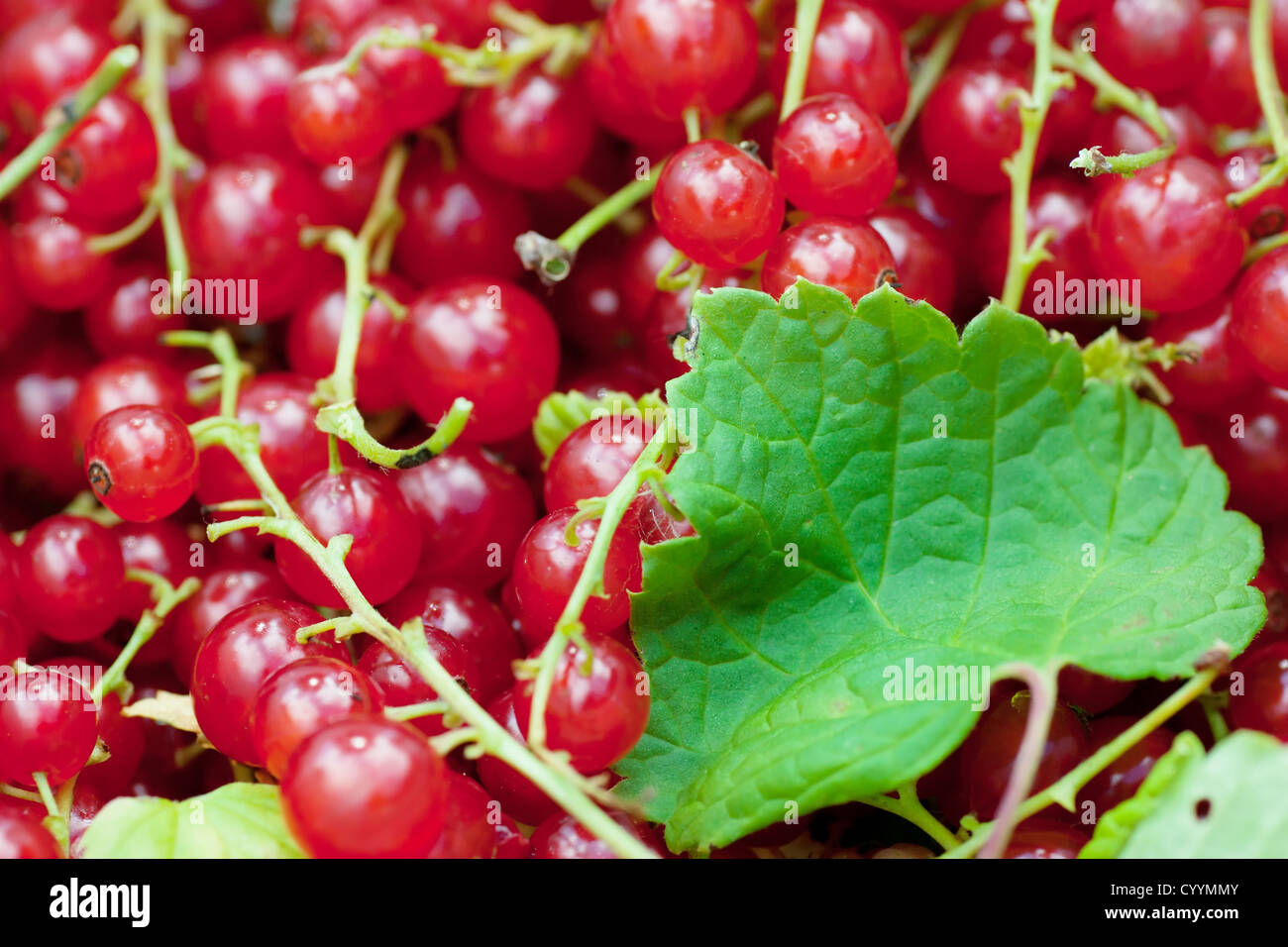 Currant juice fruit hi-res stock photography and images - Alamy