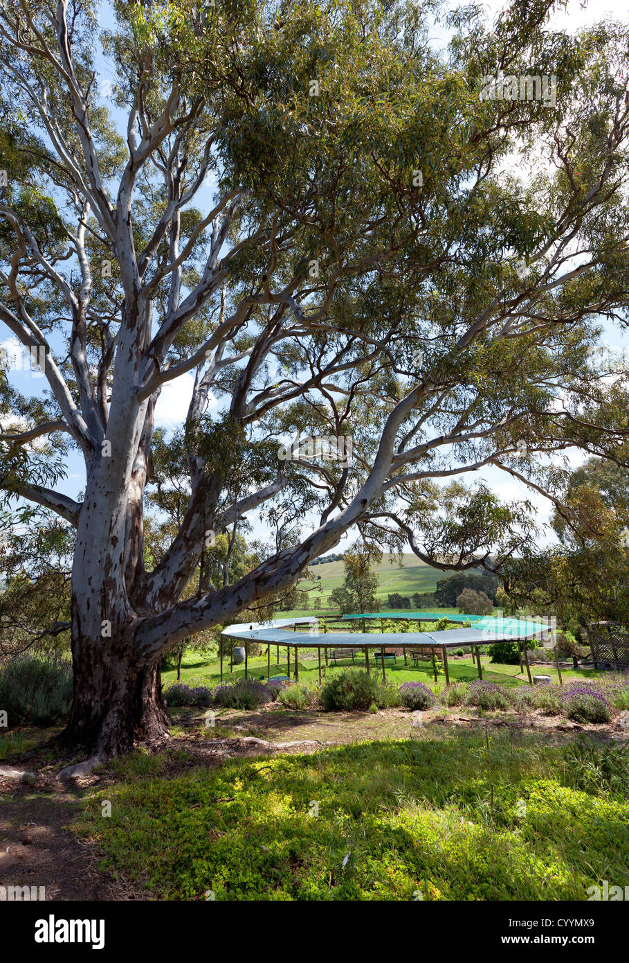 Lyndoch Lavender Farm Stock Photo - Alamy