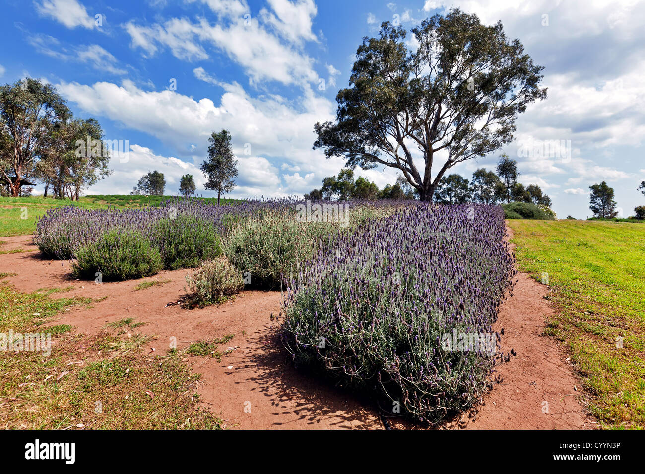 Lavender Farm Lyndoch Barossa Valley South Australia Stock Photo - Alamy