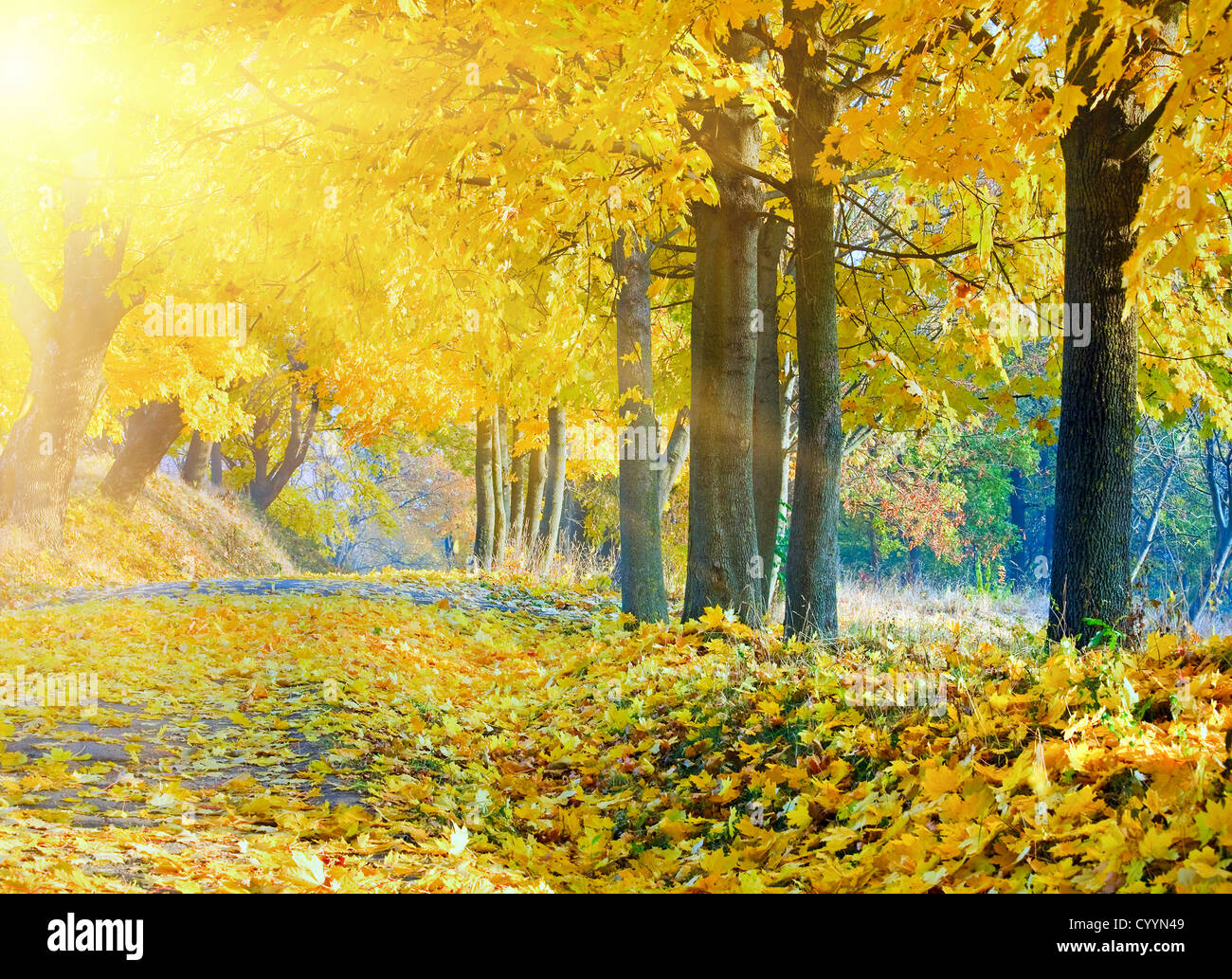 autumn maple trees in autumn city park and evening sunshine behind the ...