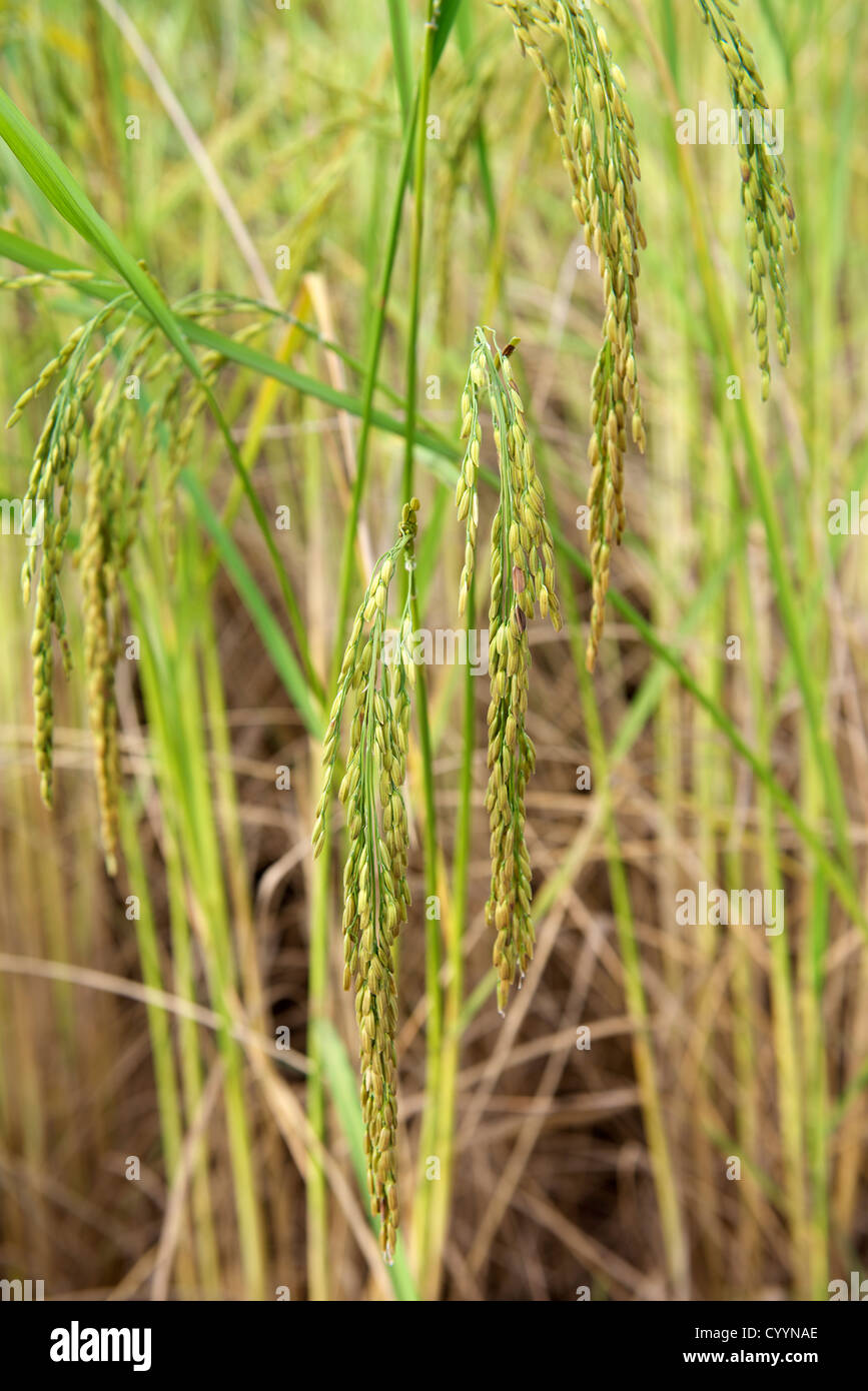 Rip Paddy High Resolution Stock Photography and Images - Alamy