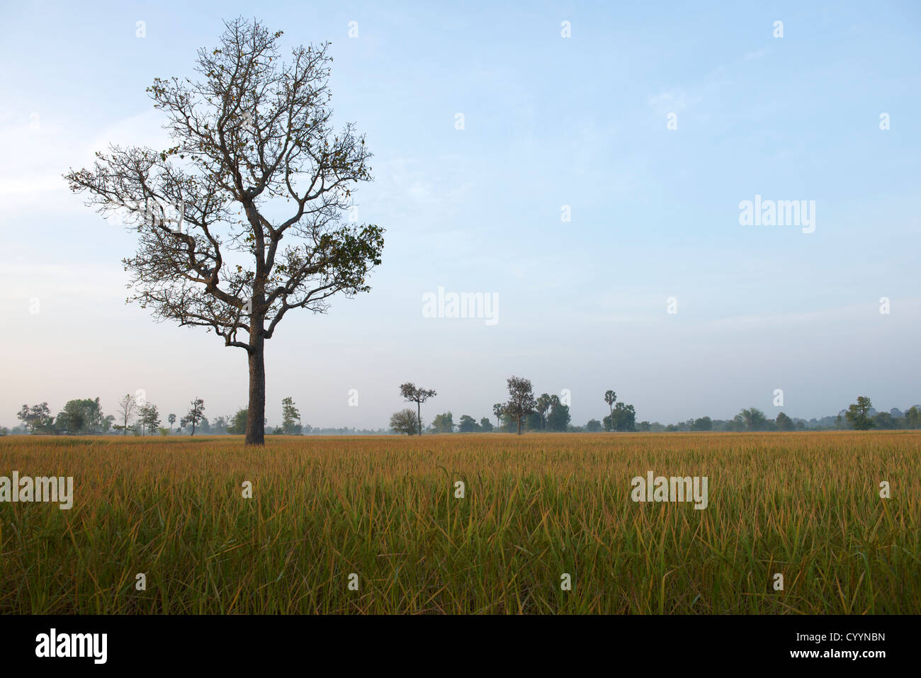 Golden rice hi-res stock photography and images - Alamy