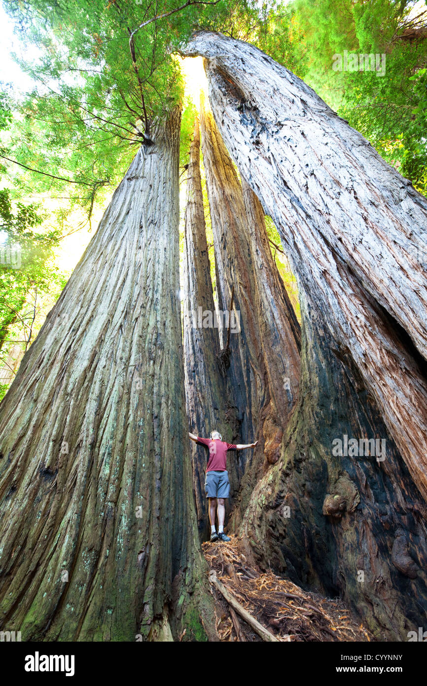Sequoya national park hi-res stock photography and images - Alamy