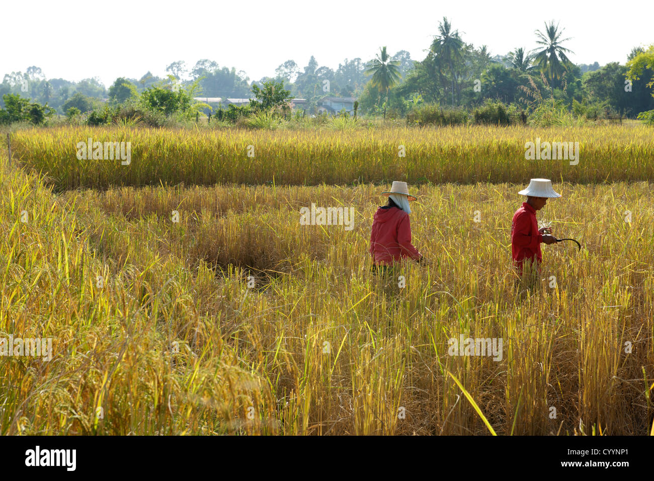 Harvesting rice paddies hi-res stock photography and images - Alamy