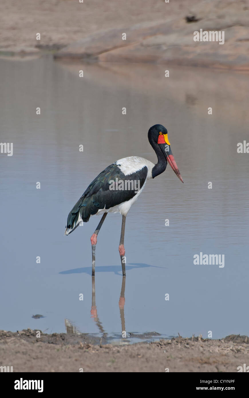 Saddlebill stork wading in a pan in the Kruger National Park Stock ...