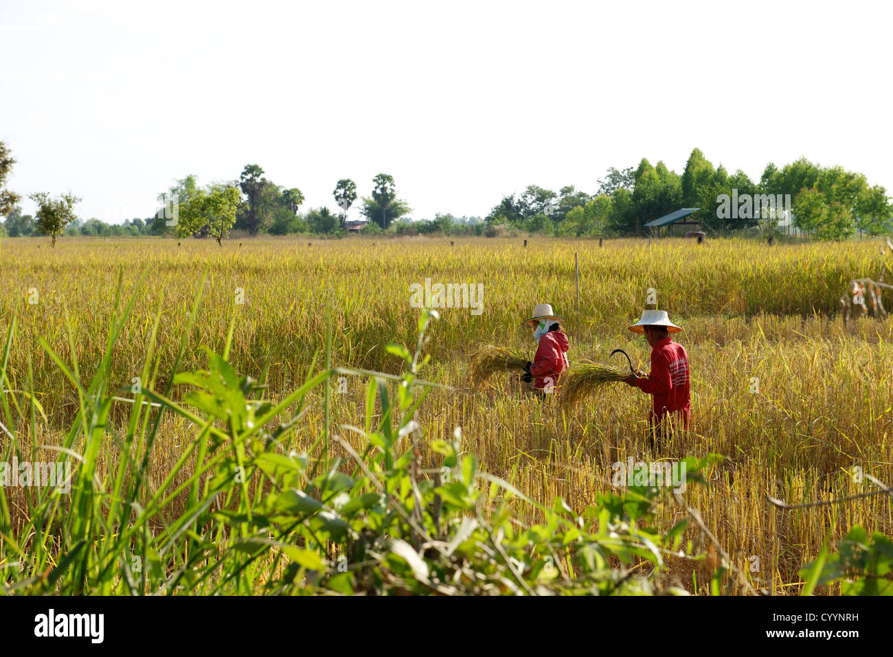 Two Thai Farmers cutting Rice Stock Photo - Alamy
