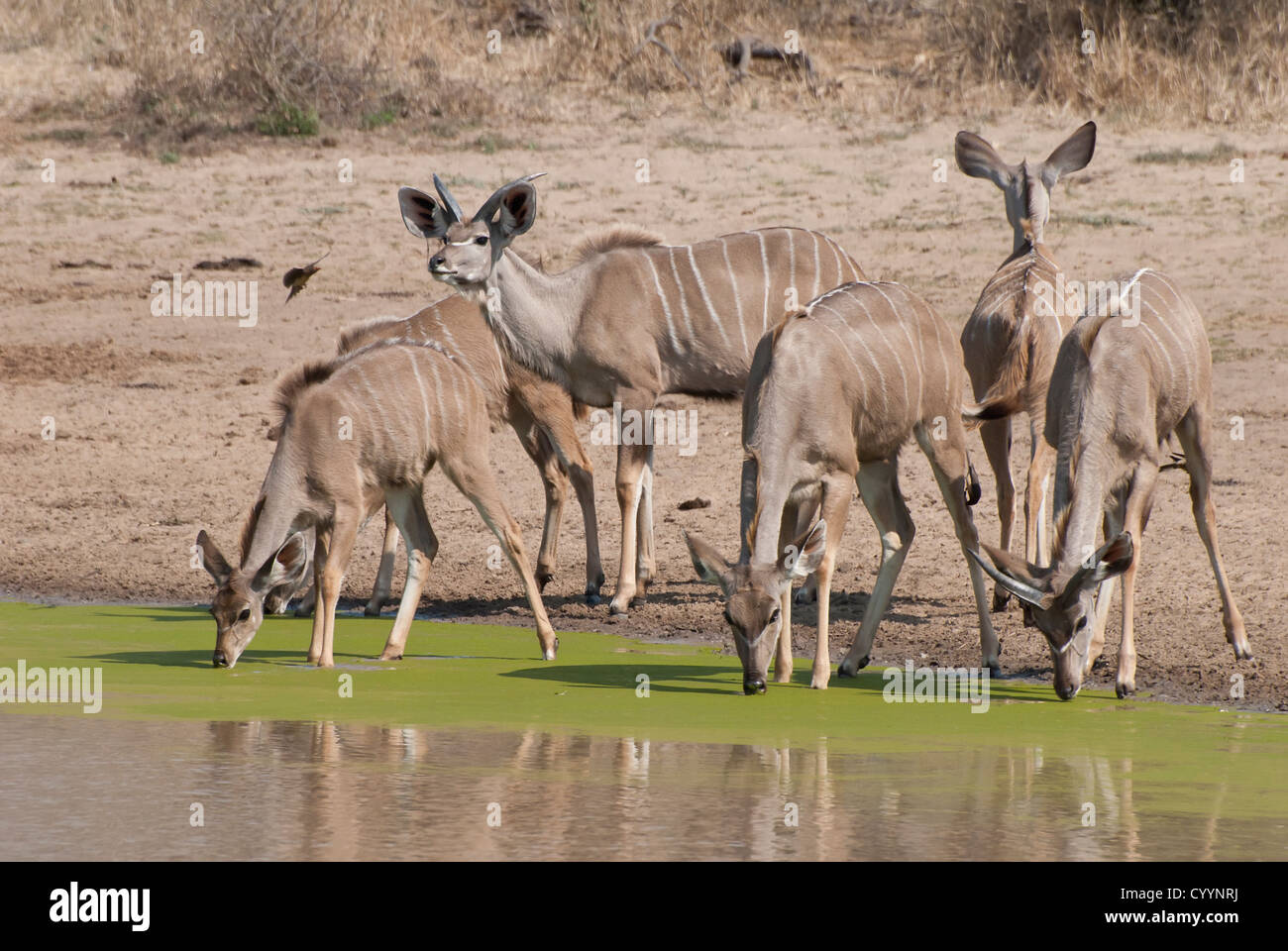 Kudu Drinking In National Park High Resolution Stock Photography and ...