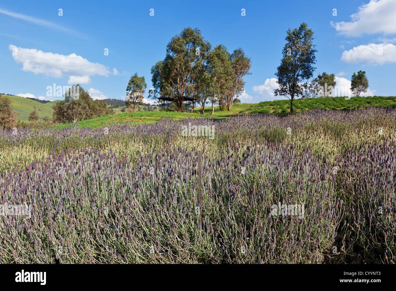 Lavender Farm Lyndoch Barossa Valley South Australia Stock Photo - Alamy