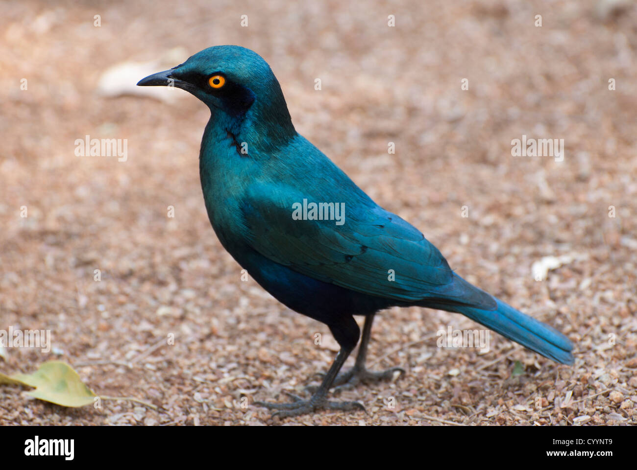 Glossy dark green plumage hi-res stock photography and images - Alamy