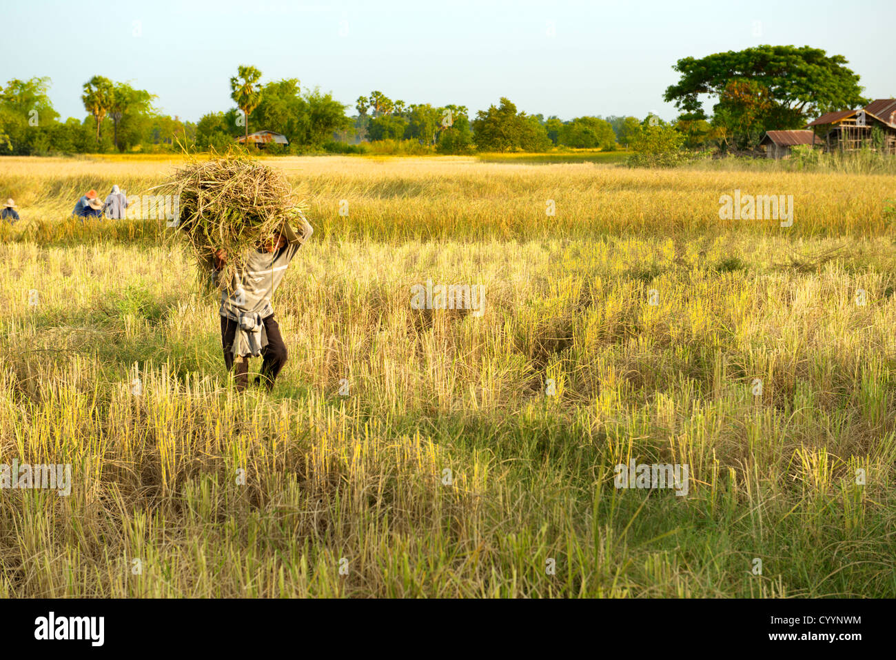 Harvesting rice paddies hi-res stock photography and images - Alamy