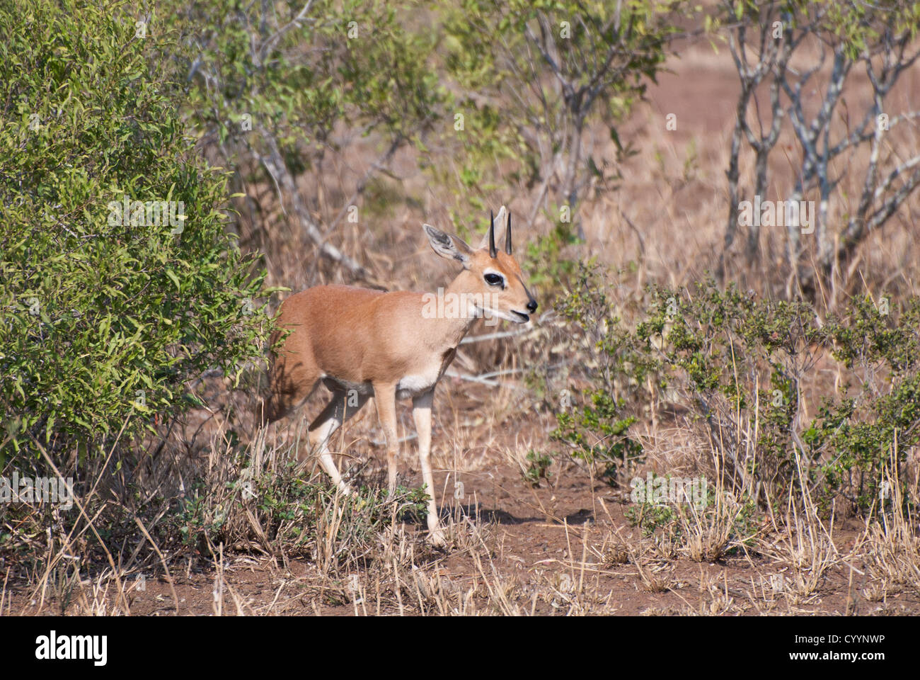 Steenbok in kruger national park hi-res stock photography and images ...