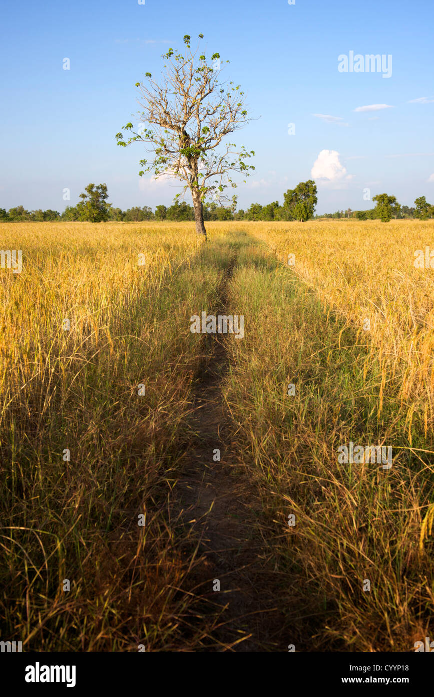 Rice paddy with grass path Stock Photo - Alamy