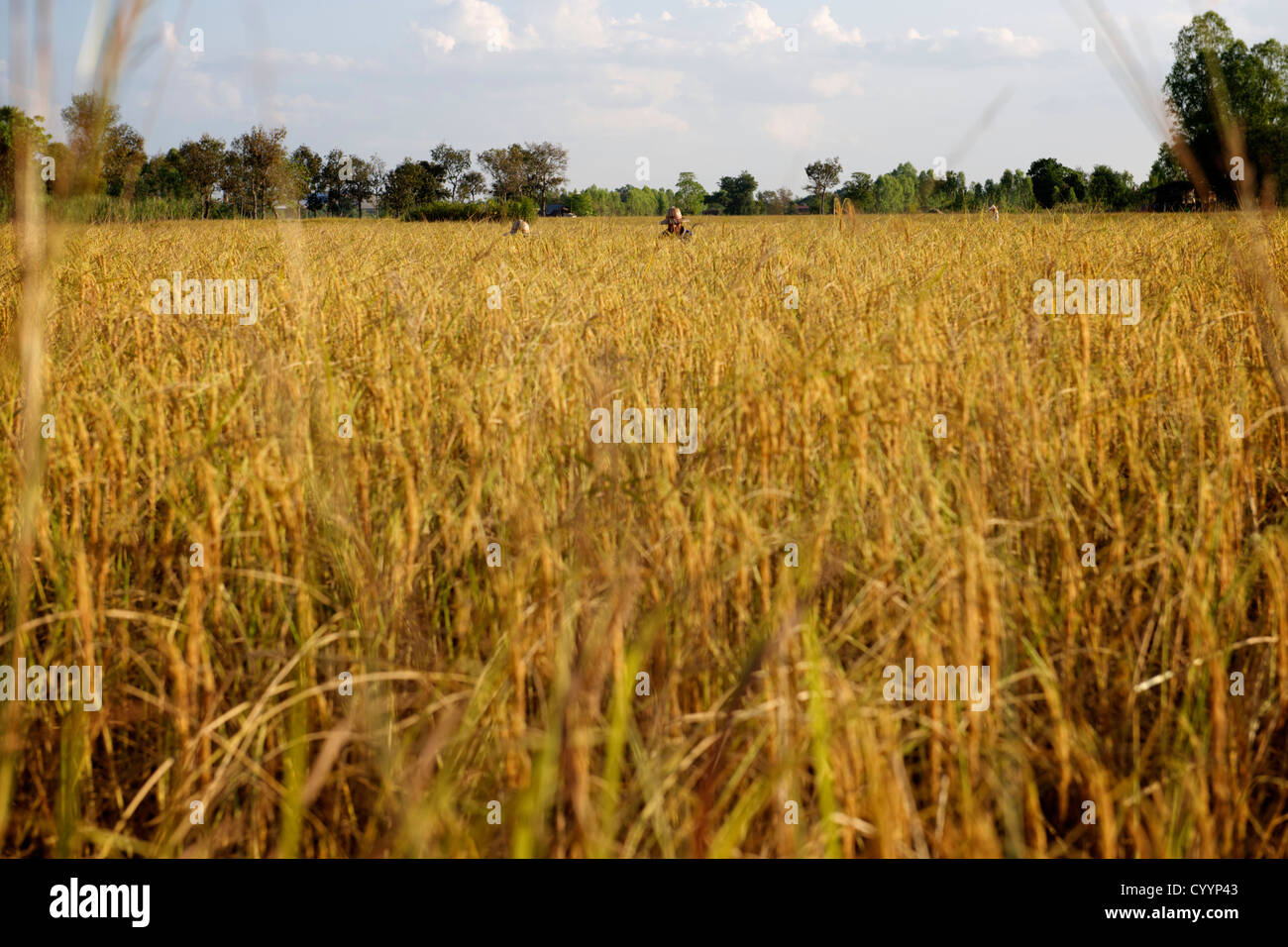 Thai farmers harvesting Rice Stock Photo - Alamy