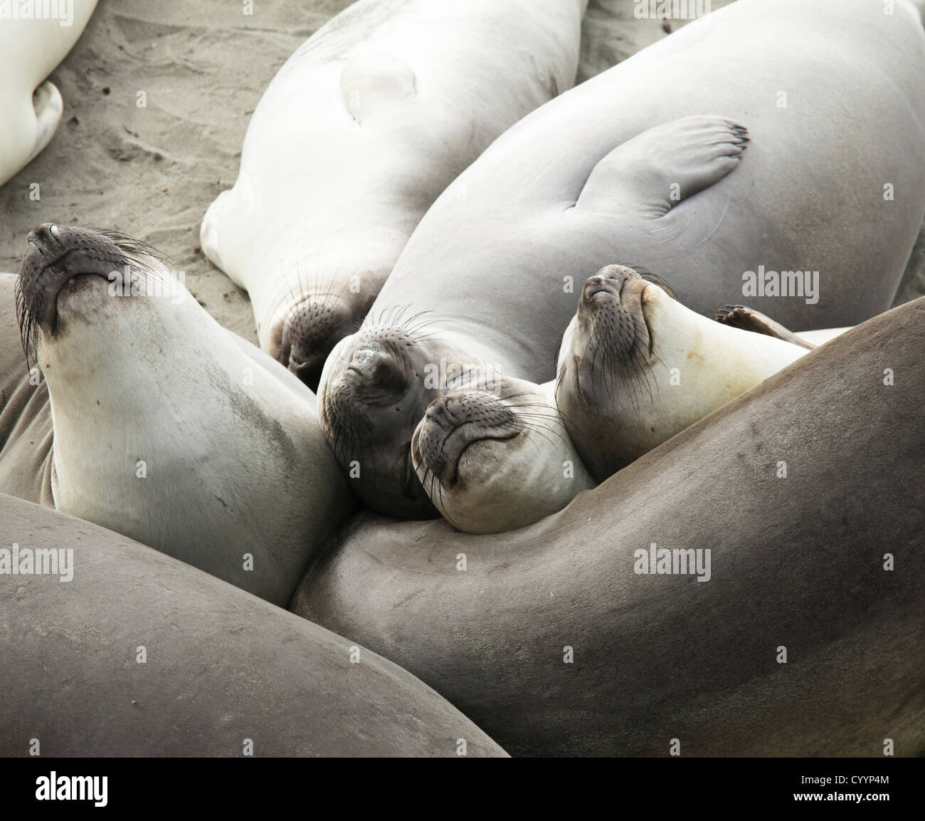 Seal elephants hi-res stock photography and images - Alamy