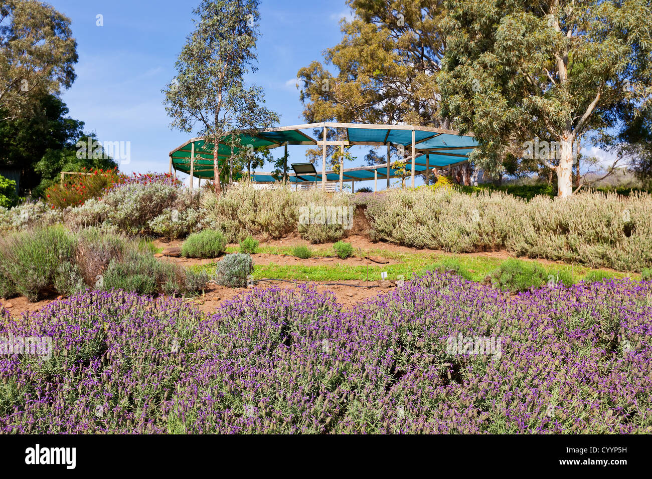Lyndoch australia hi-res stock photography and images - Alamy