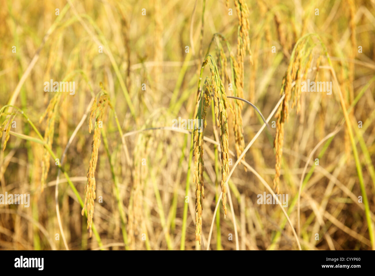 Issan thailand rice hi-res stock photography and images - Alamy