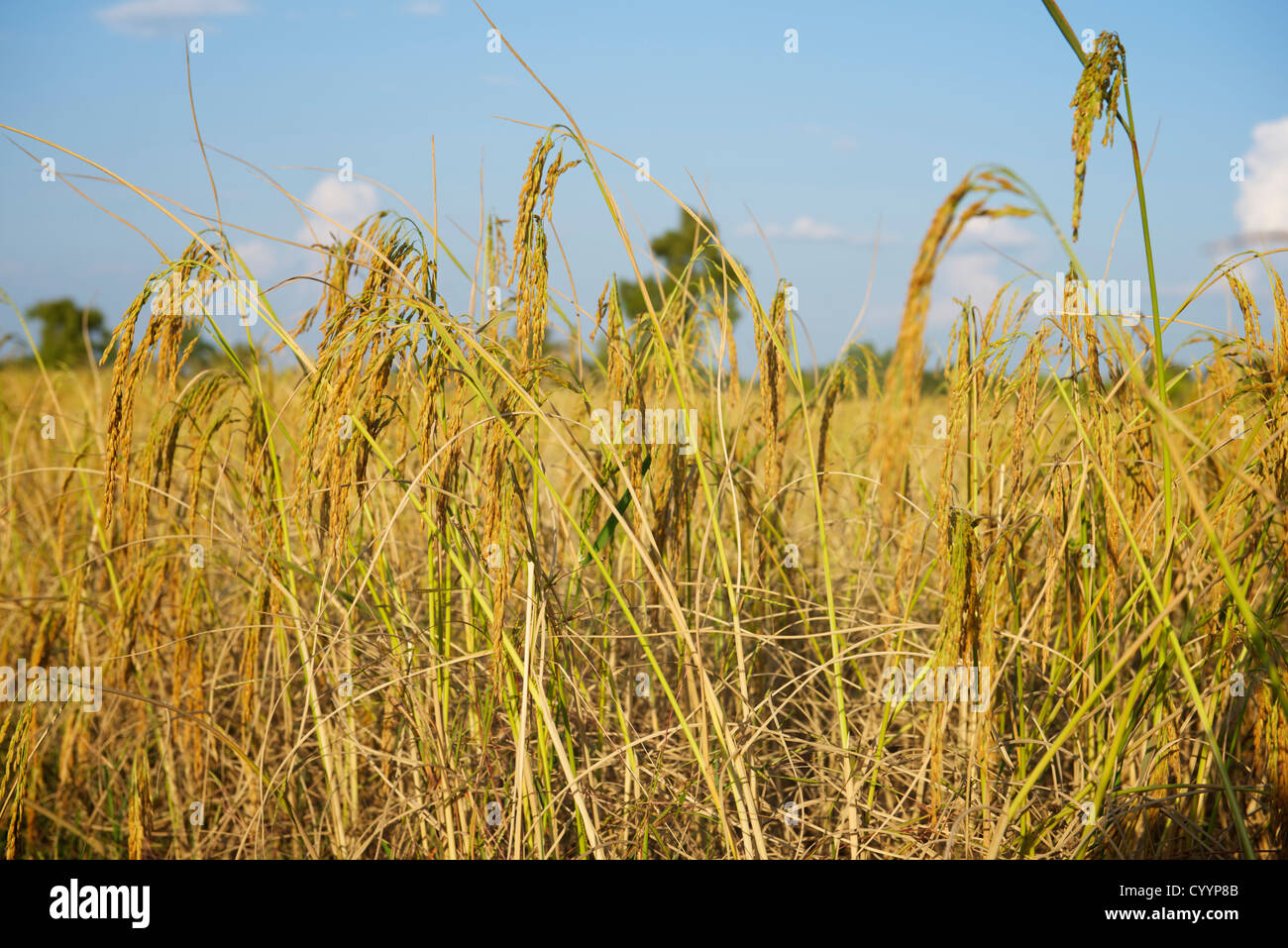Rip paddy hi-res stock photography and images - Alamy
