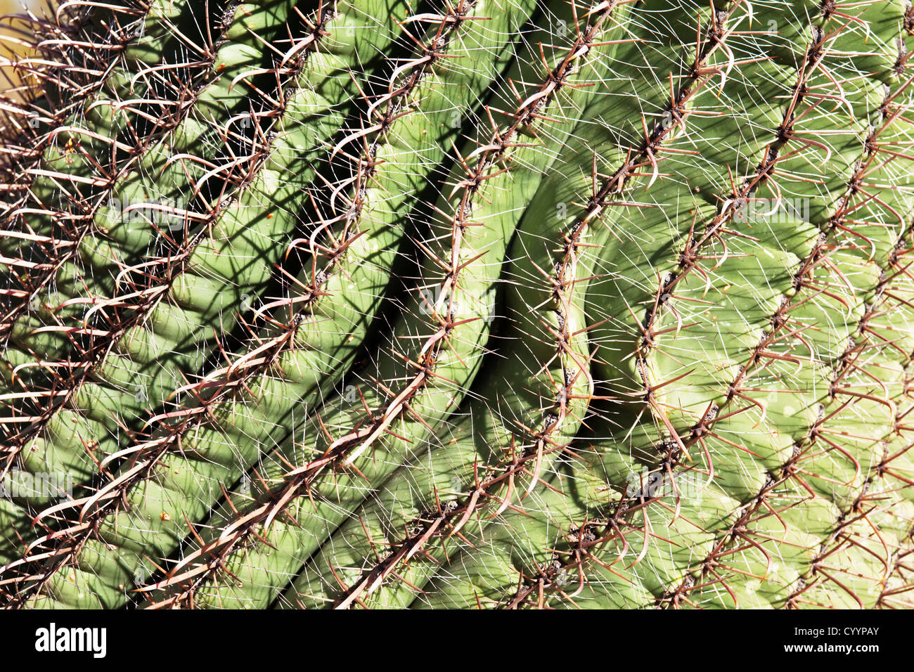 Cactus close up Stock Photo - Alamy
