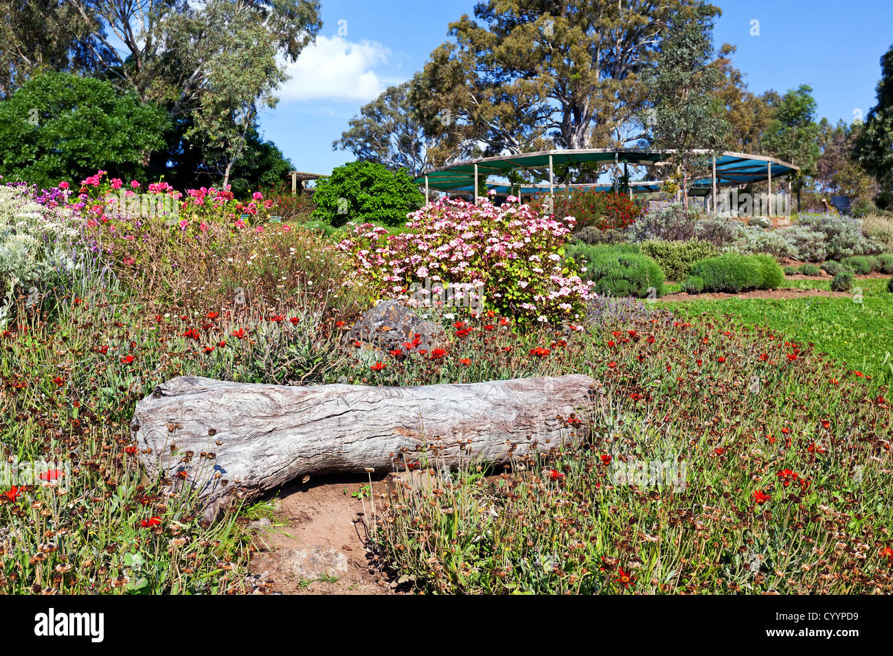 Lyndoch Lavender Farm Barossa Valley South Australia Stock Photo - Alamy