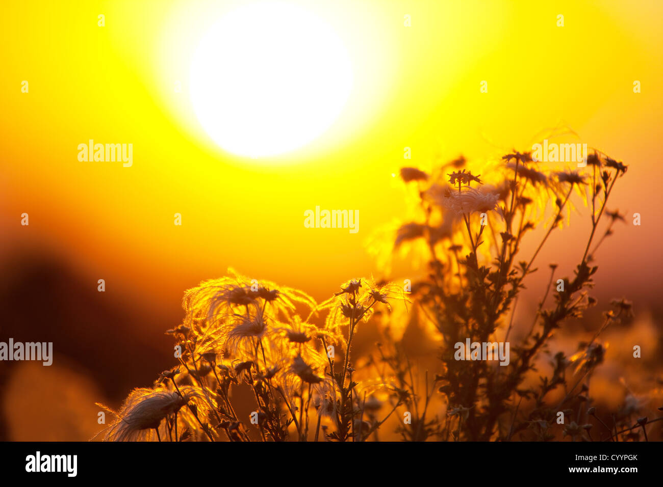 Flowers on sunset Stock Photo - Alamy