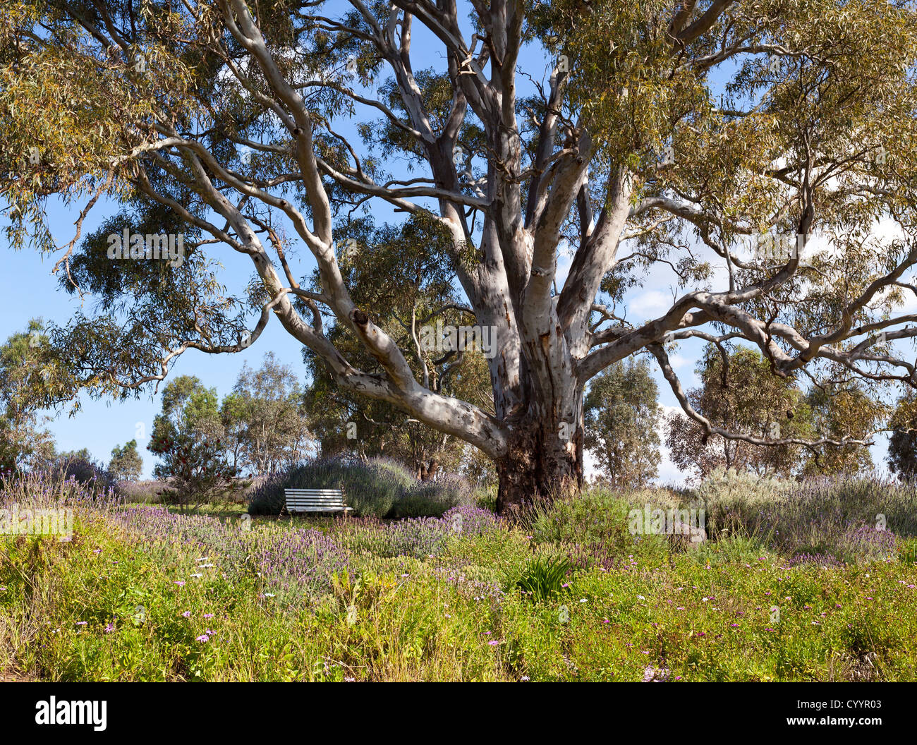 Lyndoch Lavender Farm Barossa Valley South Australia Stock Photo - Alamy
