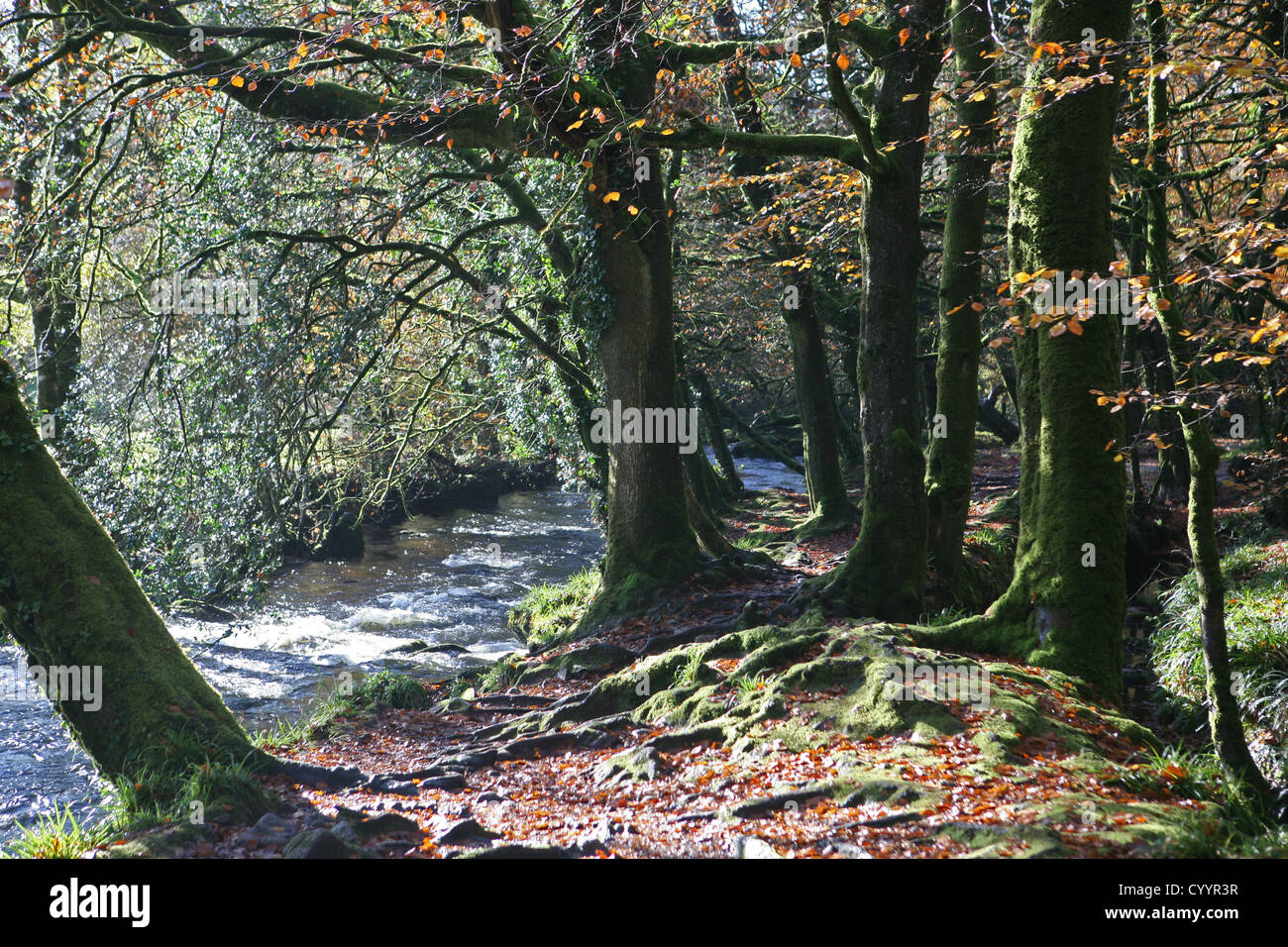 The ancient oak and beech wood by Golitha falls / River Fowey near ...