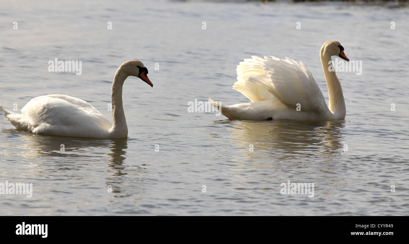 Two swan's swimming on the sea Stock Photo - Alamy