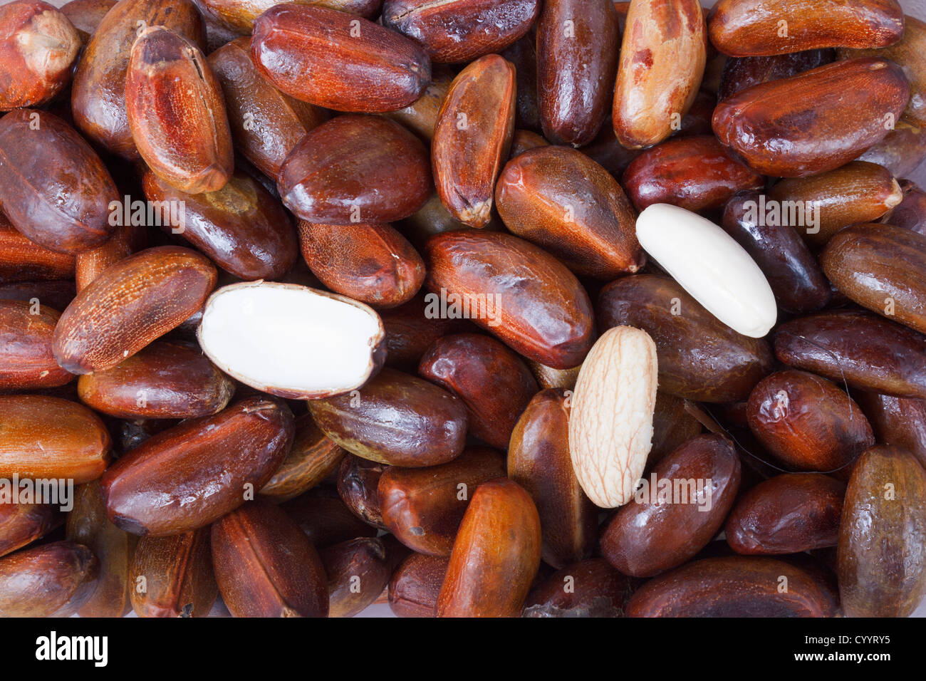 Boiled pickle elater iospermum tapas blume seed (Euphorbiaceae Stock ...