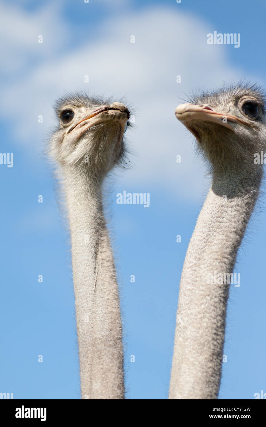 Two ostriches on a farm in Borl´┐¢nge, Sweden Stock Photo - Alamy