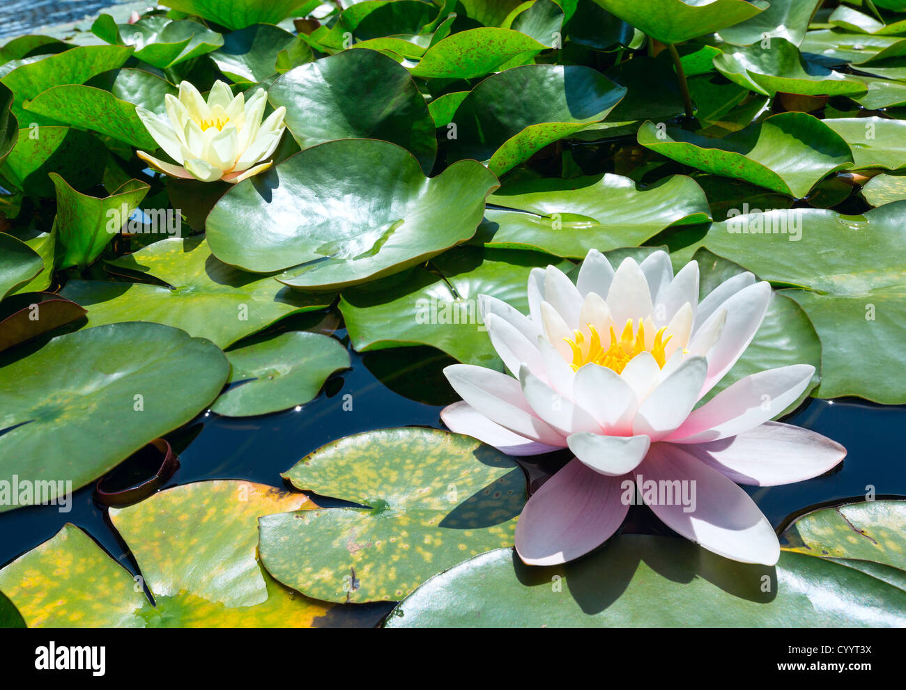 Lily in park hi-res stock photography and images - Alamy