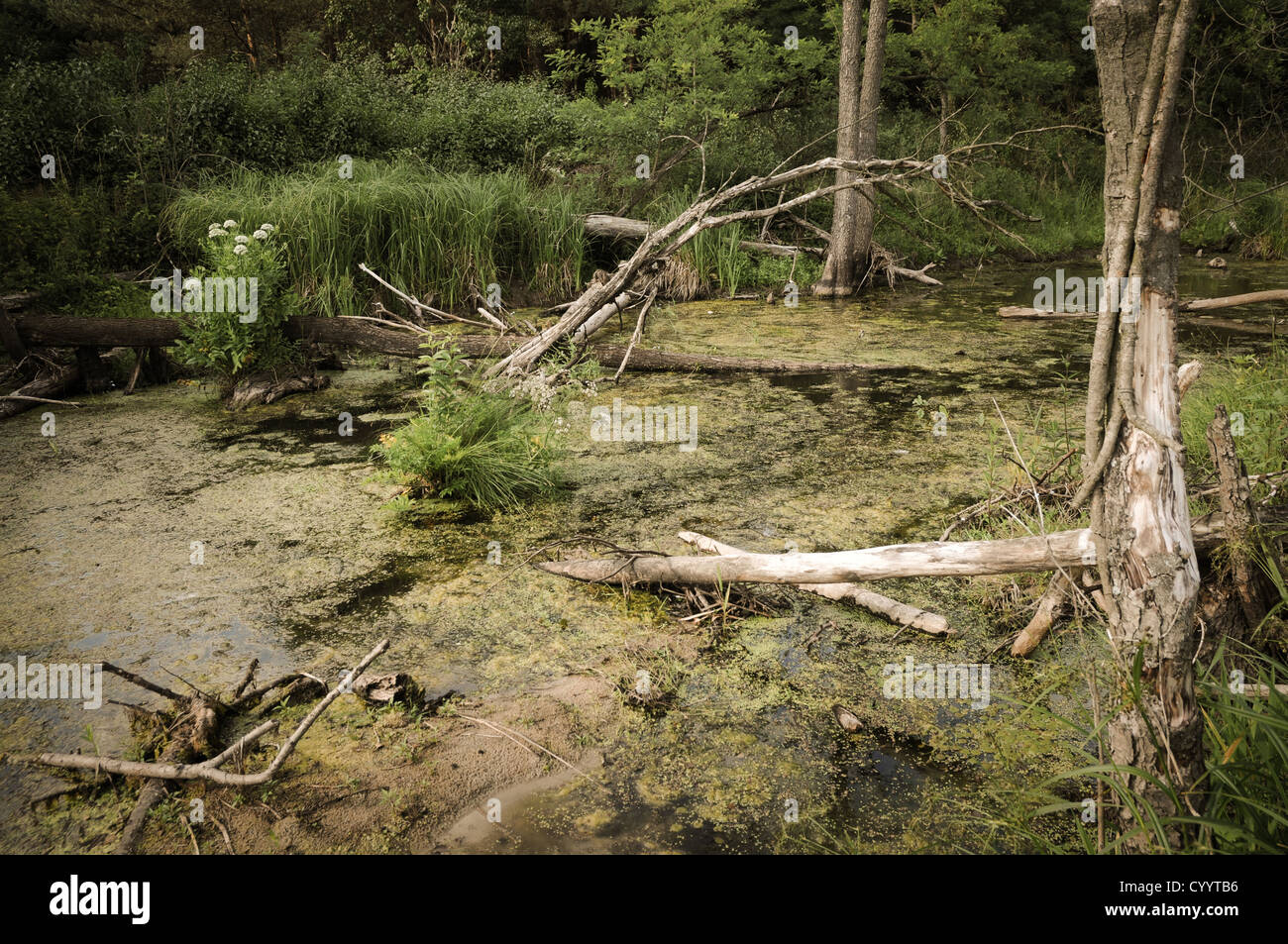 Riverside weeds hi-res stock photography and images - Alamy