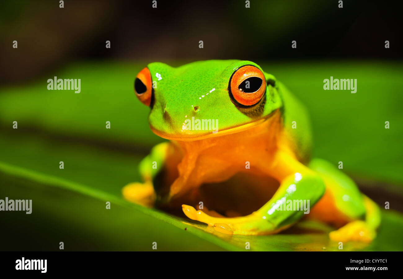 A macro shot of a beautiful Orange thighed Treefrog, Litoria xanthomera ...