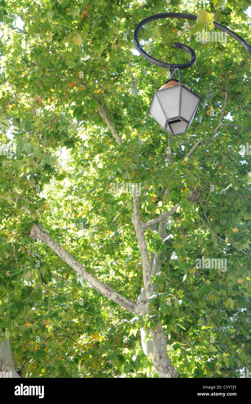 Sycamore platan plane tree hi-res stock photography and images - Alamy