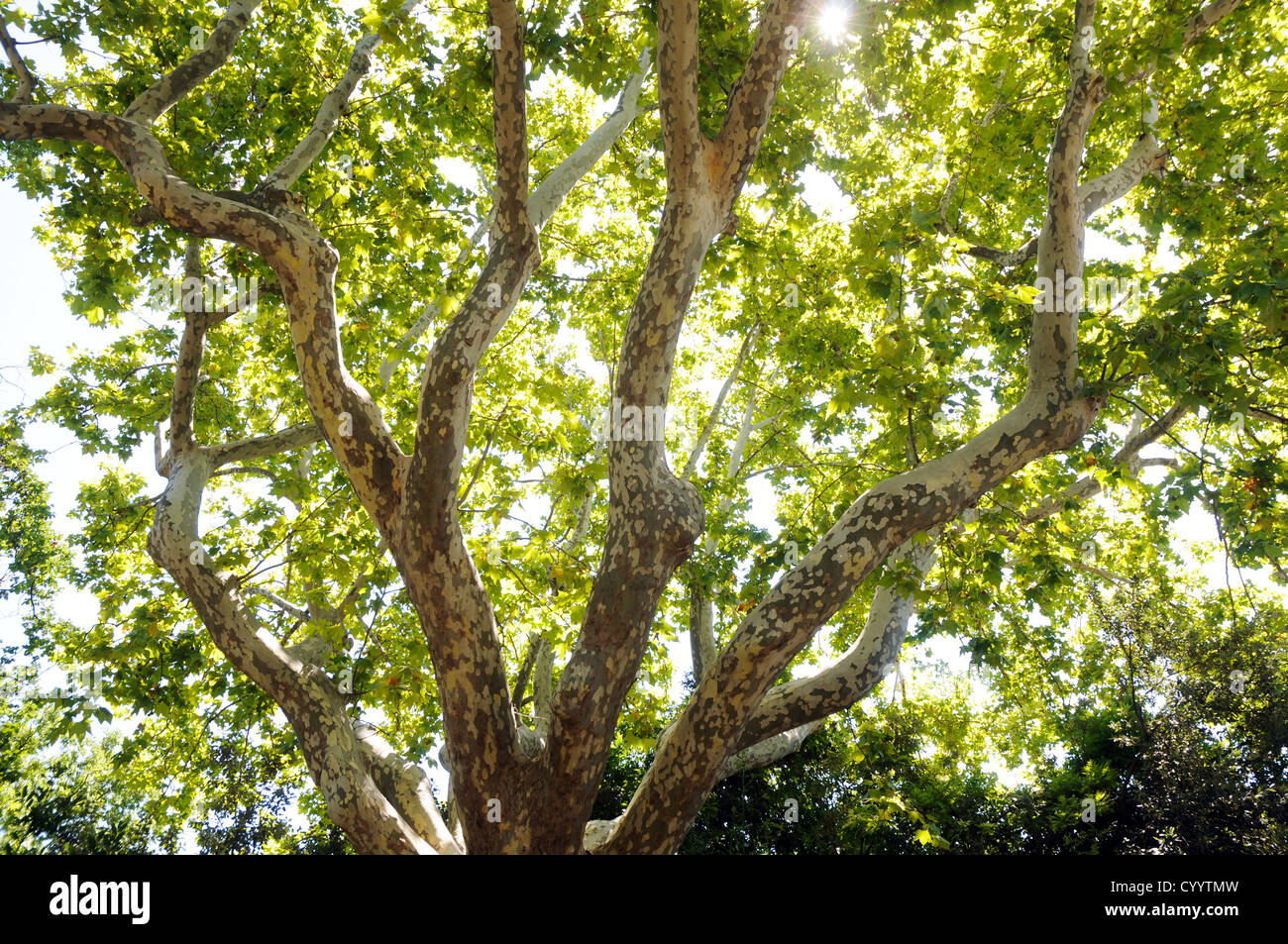 plane tree in Avignon, France Stock Photo - Alamy