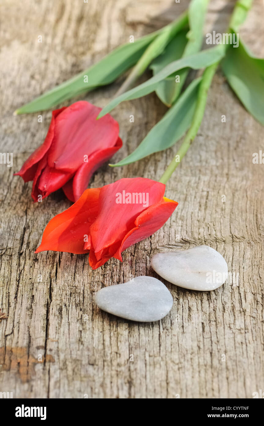 two red tulips placed on wooden board with two hearts stone Stock Photo ...