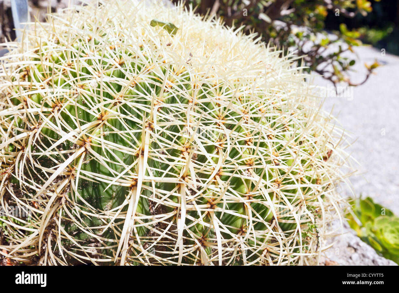 Beautiful shape plant hi-res stock photography and images - Alamy