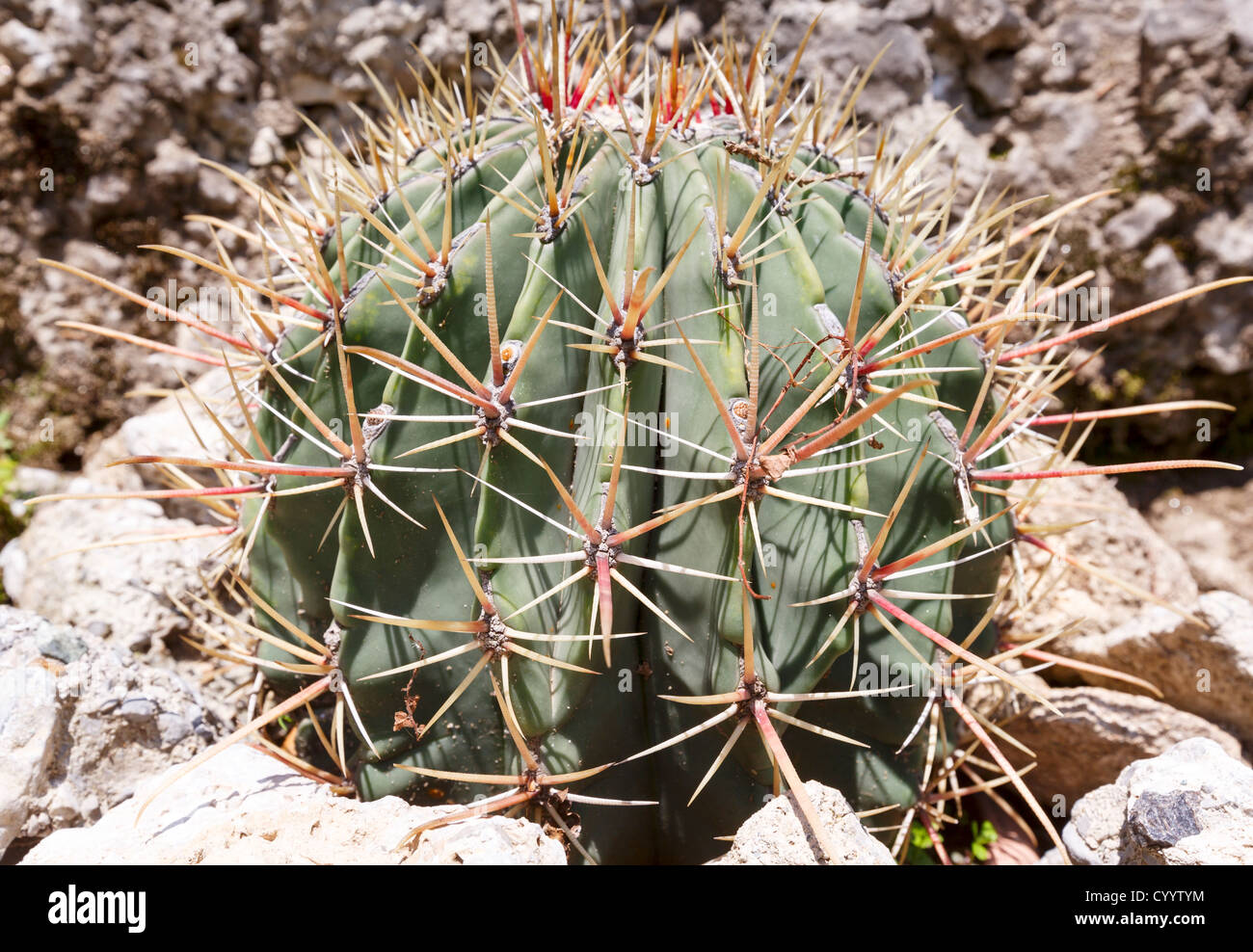 Beautiful shape hi-res stock photography and images - Alamy