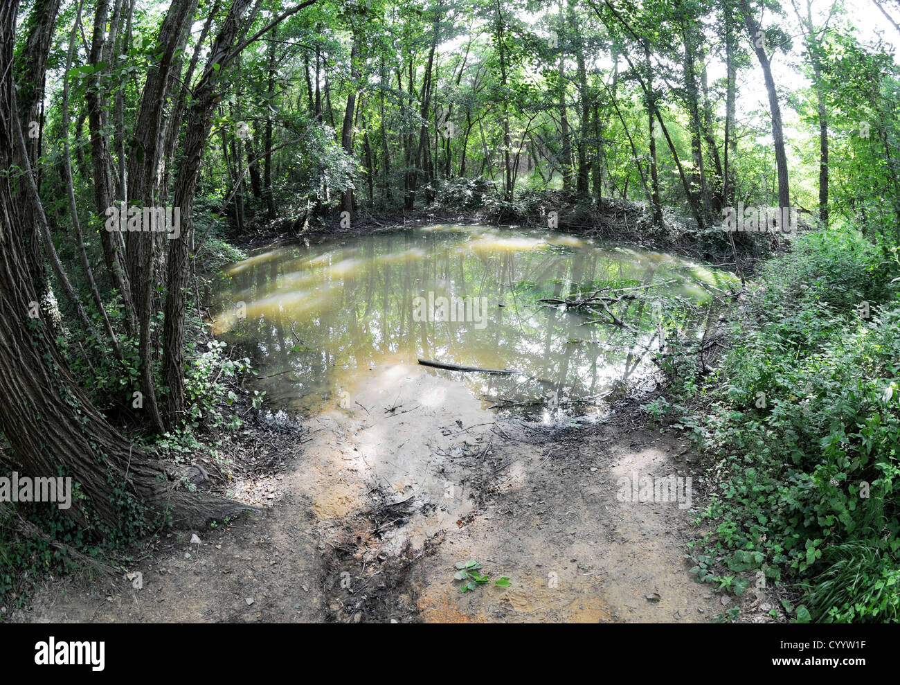 small rivulet in forest near Rustrel, Provence in France Stock Photo ...