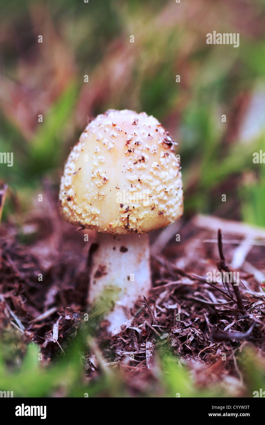 Chlorophyllum Molybdites growing in a lawn Stock Photo - Alamy