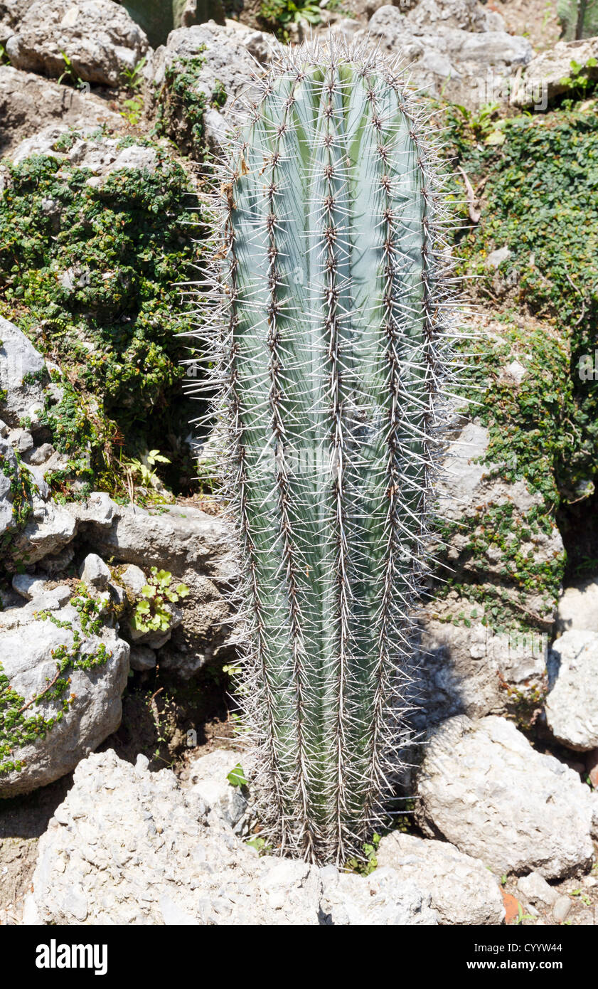 Beautiful shape green cactus plant Stock Photo - Alamy