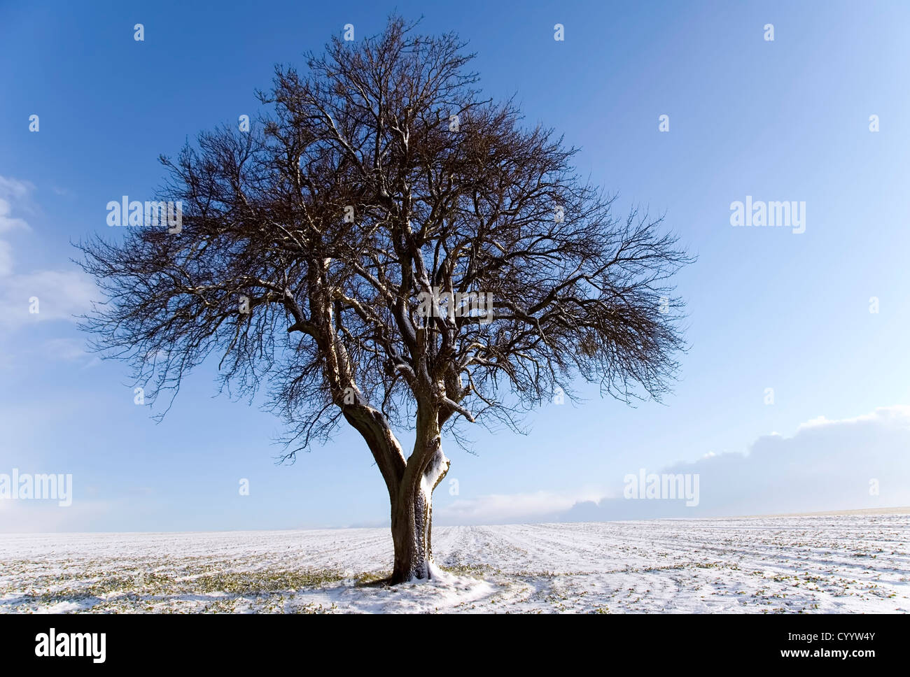 an isolated tree in a snowy field Stock Photo - Alamy