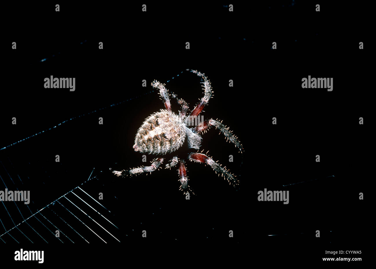 Barn spider (Araneus cavaticus: Araneidae) female in her web, Georgia ...